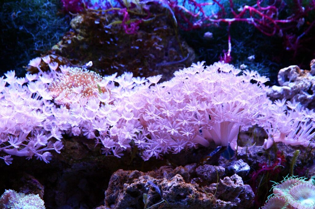 The Coral Museum - Welcome Alghero